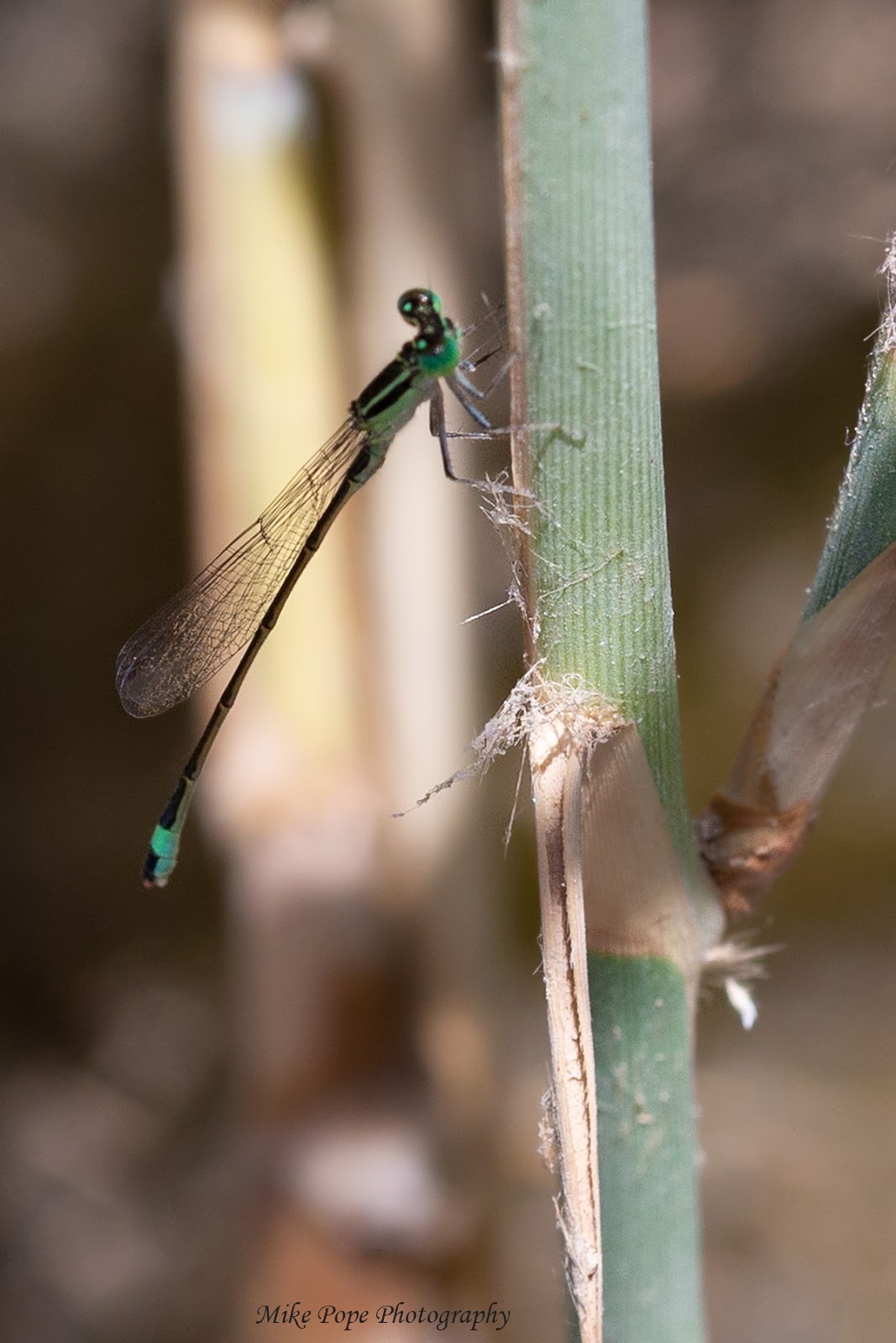 Kuwait Birding: The birds and the bees (well sort of)