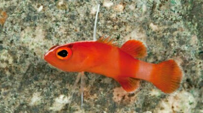 Mau Tahu? 7 Jenis Ikan Hias Air Laut Termahal Di Dunia JejakSemut