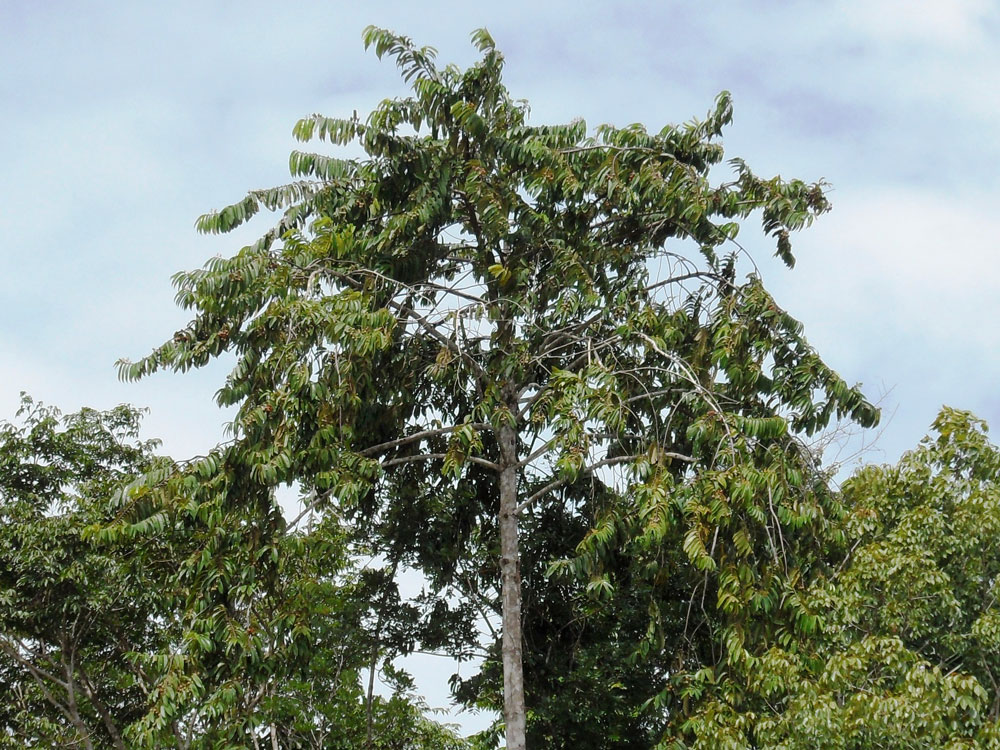 brenogrisi-ecologiaemfoco: ÁRVORE DA AMAZÔNIA, A VIROLA, EXPLORADA DE ...