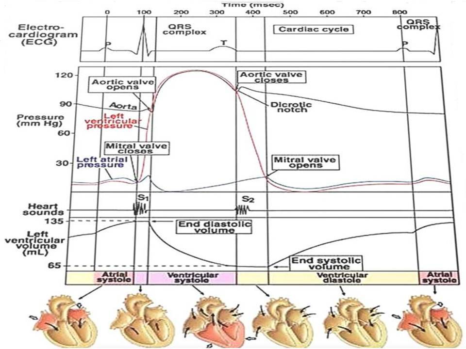 Fisiología del Sebas: Ciclo cardiaco