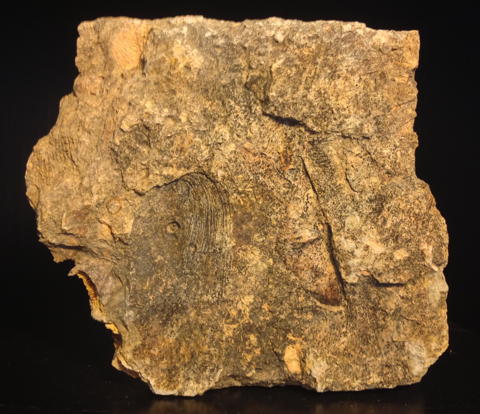 Permian Fossils of the Hunter Valley