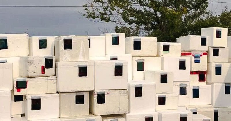 Cat Chit Chat: Polystyrene cooling boxes modified to be used as homes ...
