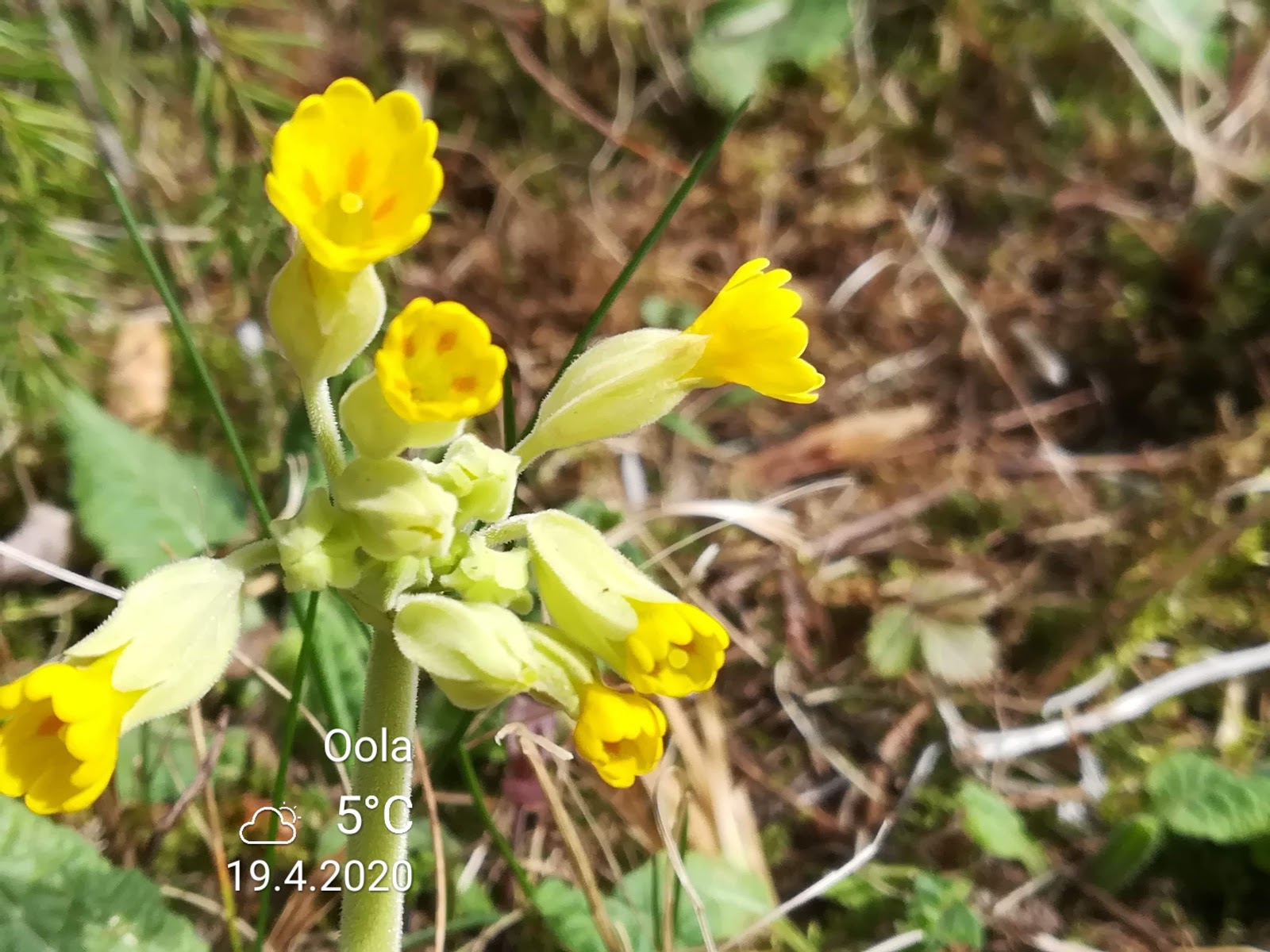 Rohtaias.: Roosilõhnaline kuldjuur Rhodiola rosea