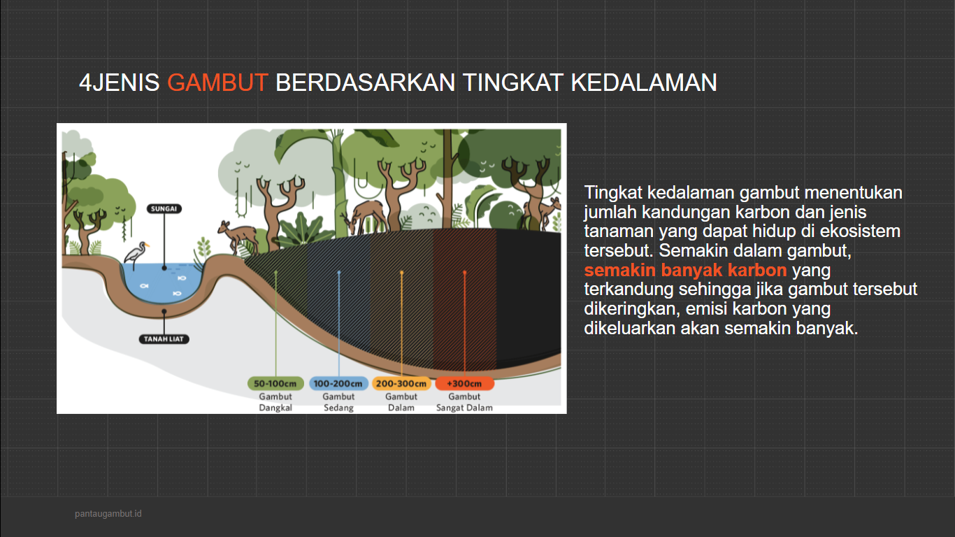 Gambut Tropis: Manifestasi Khazanah Alam Indonesia Sejak 47.800 Tahun