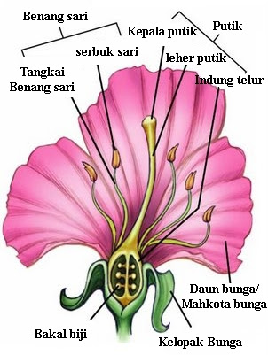 BUNGA SEPATU- Klasifikasi, Morfologi, dan Ciri-ciri - Ilmu Sekolah