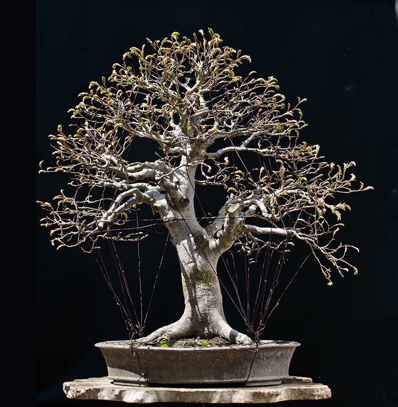 Walter Pall Bonsai Adventures: European beech #1