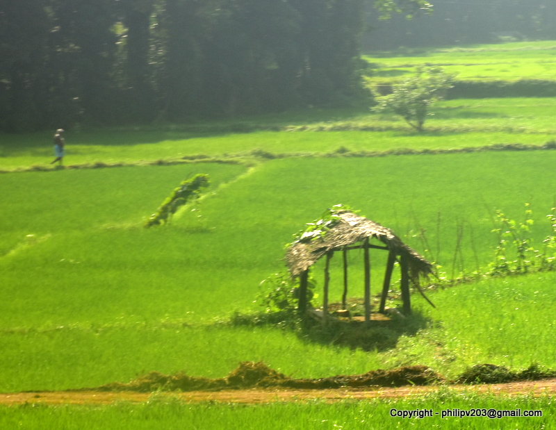 Images of Sri Lanka on blogspot.com: Paddy fields around Veyangoda, Sri ...
