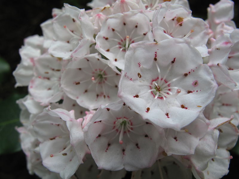 State Flower Coloring Book: Pennsylvania State Flower: Mountain Laurel