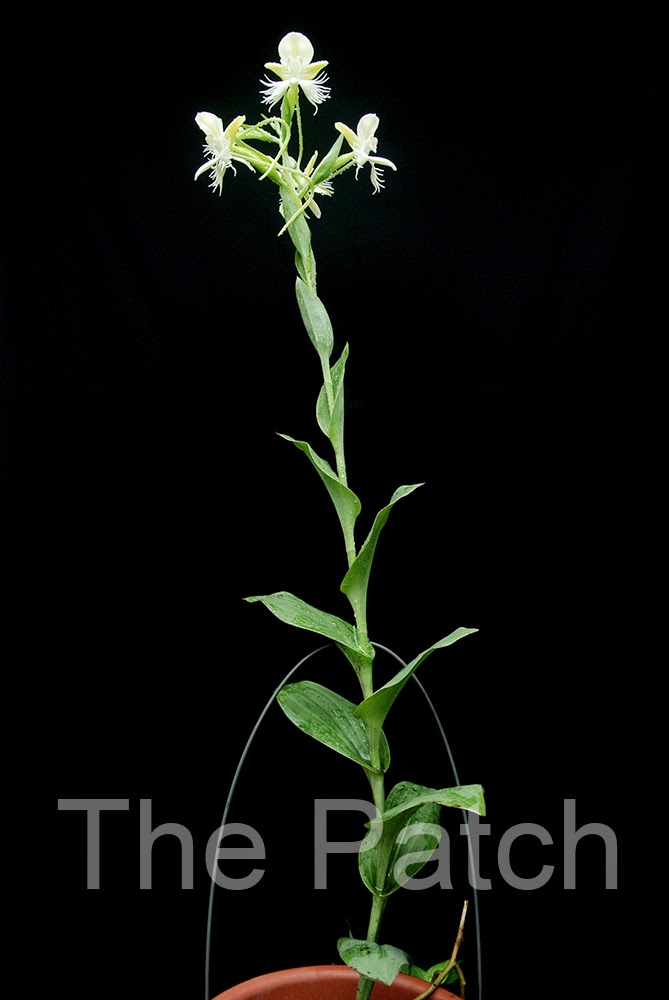 The Patch: Pecteilis susannae