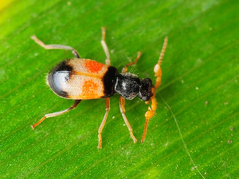 そよ風のなかで Part2: ヒロオビジョウカイモドキ