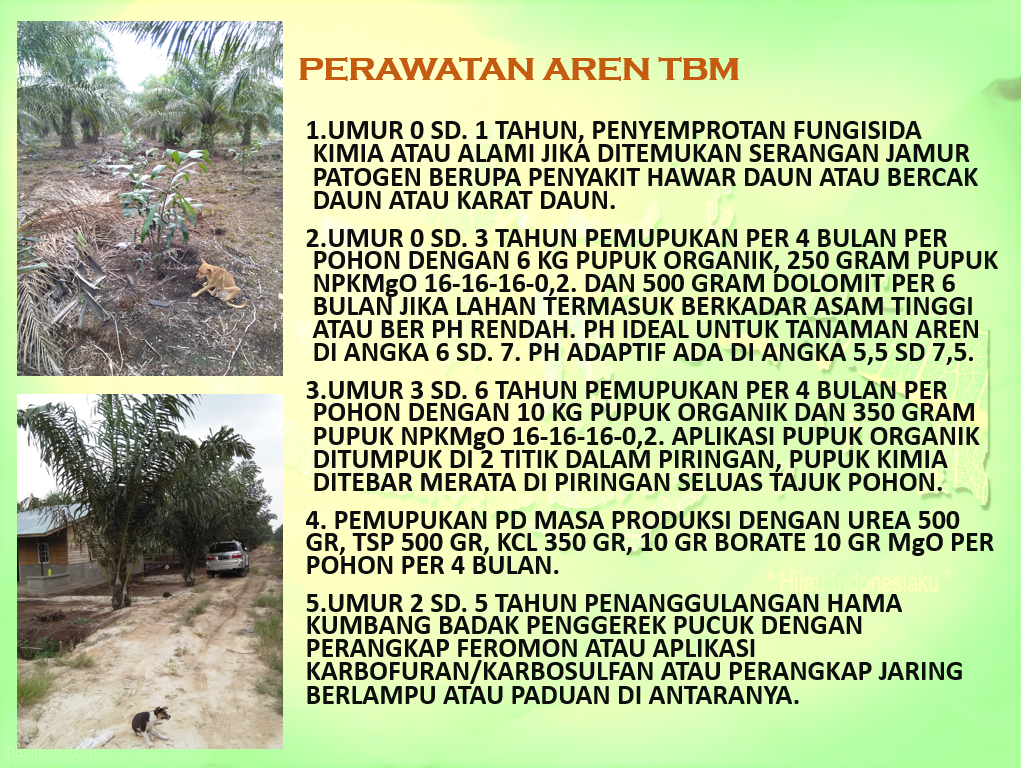 Jasa Konsultan Budidaya Aren : Aren Adalah Tanaman Masa Depan