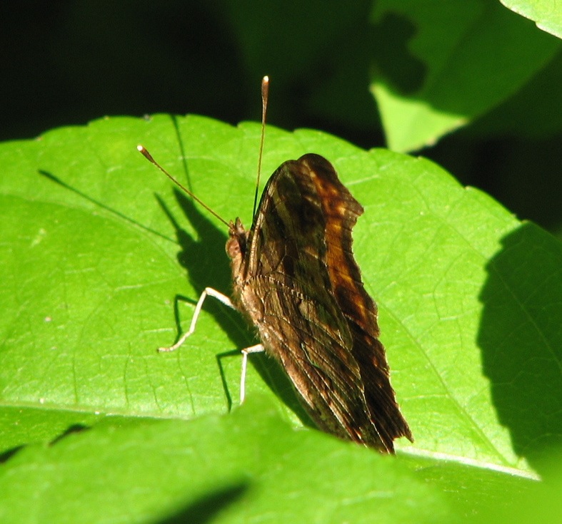 The Contented Naturalist: The Best Thing About Butterflies