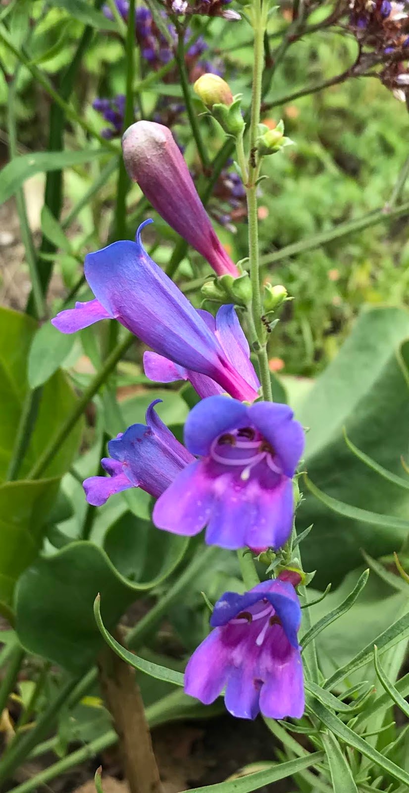 On Discovering A Garden: Gopher Resistant Plants