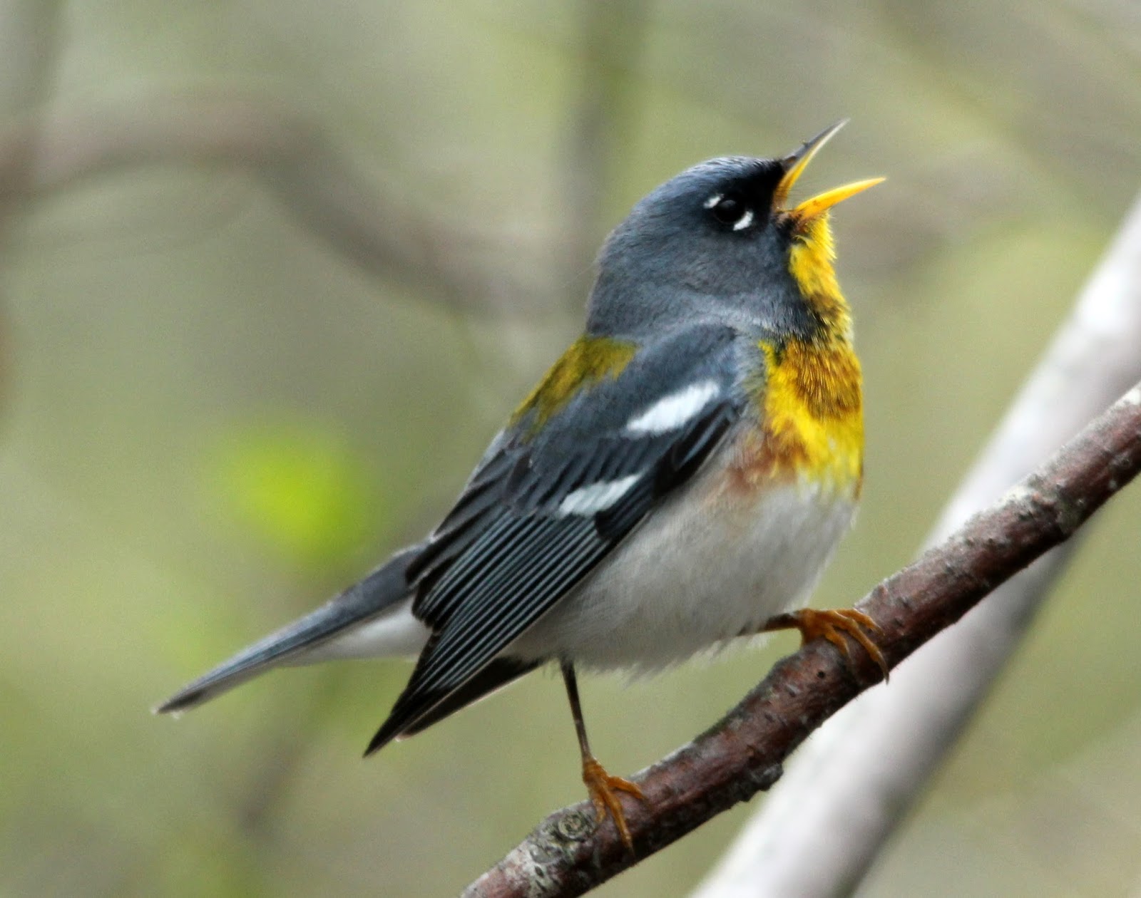 Here and There: Day 144 - 23rd May 2016 - Northern Parula, Common ...