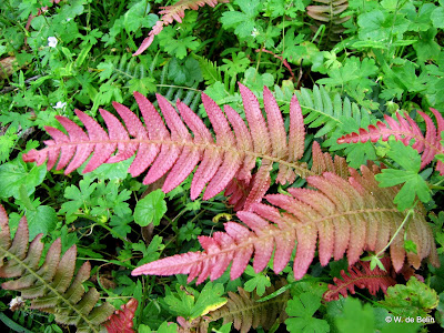 Sydney's Wildflowers and Native Plants: Doodia aspera - Prickly Rasp ...