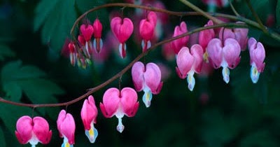 Top 10 most weird and stranger flowers that they will shock you.