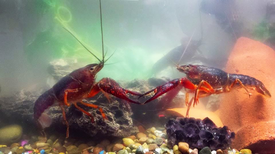 Pacific Science Center Life Sciences: Crawdads!