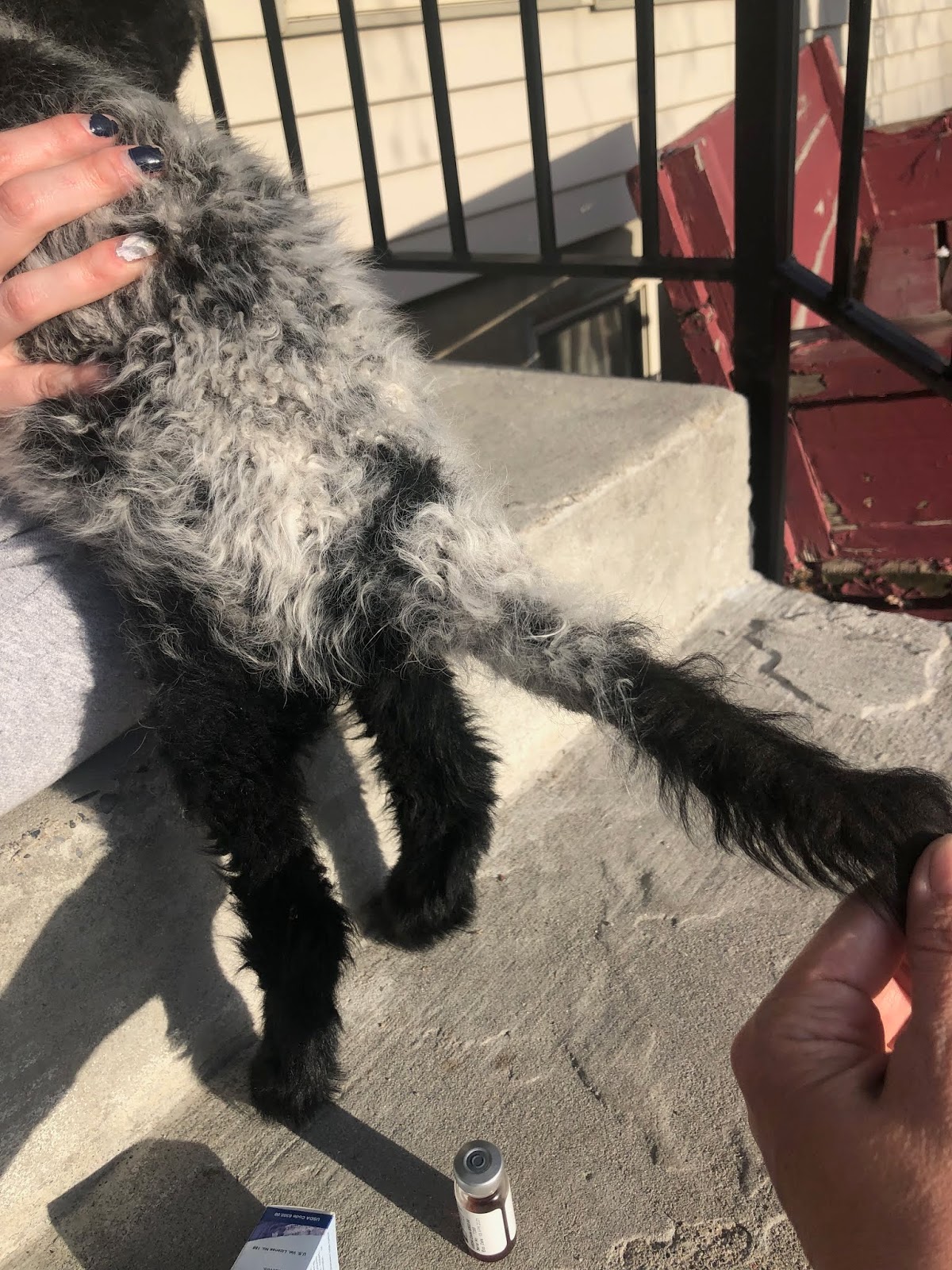 Lamb Tails - My Welcome Home Farm