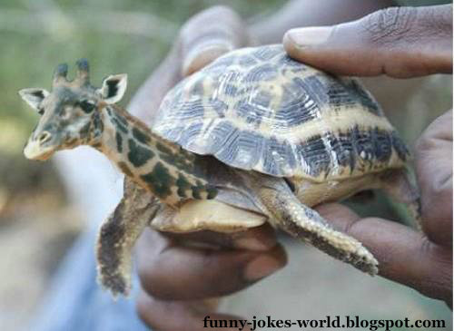 Giraffe in Turtle Shell