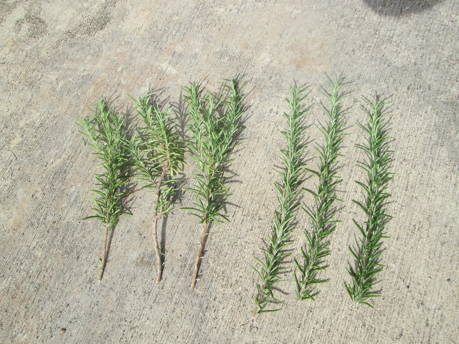 Garden Notes from Hawaii: ROSEMARY (Rosmarinus officinalis)