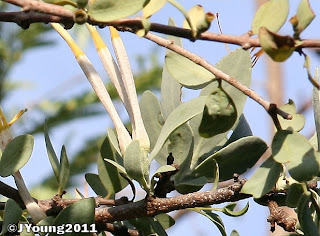 South African Photographs: Mistletoe (Tapinanthus oleifolius)