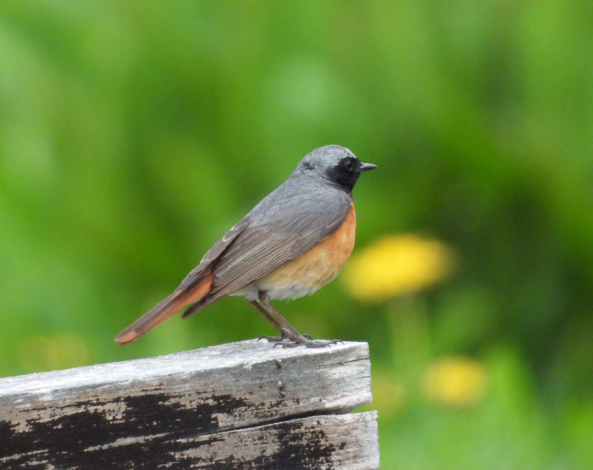 PASARI DIN ROMANIA: CODROSUL DE PADURE (1), Phoenicurus phoenicurus