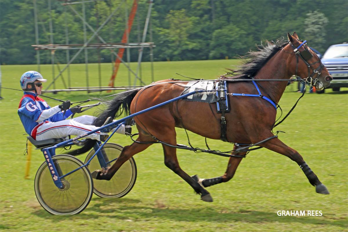 Harness Racing in the UK: 2016 Season: Week 4 - Sun, cider and Scottish ...