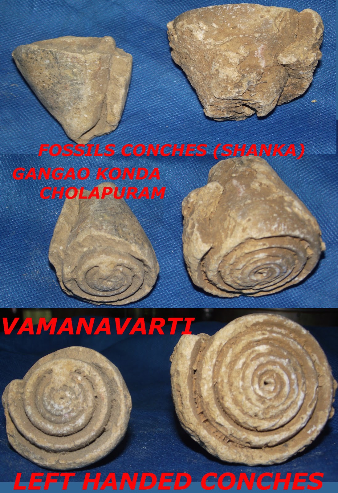 Ramvaidyblog: SHANKA - SANGU- CONCH