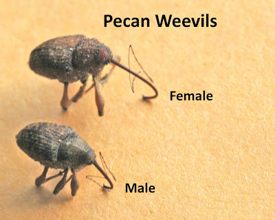 Northern Pecans: Pecan weevils: Identifying the sexes