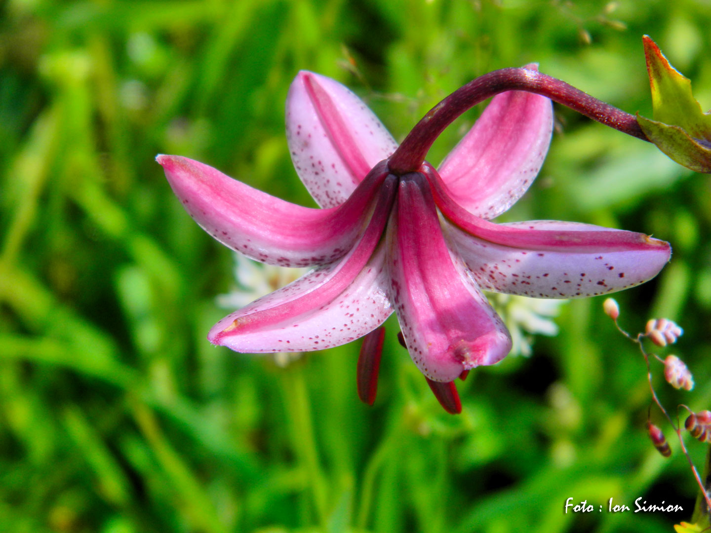 De vorba cu mine însumi: Crinul de padure