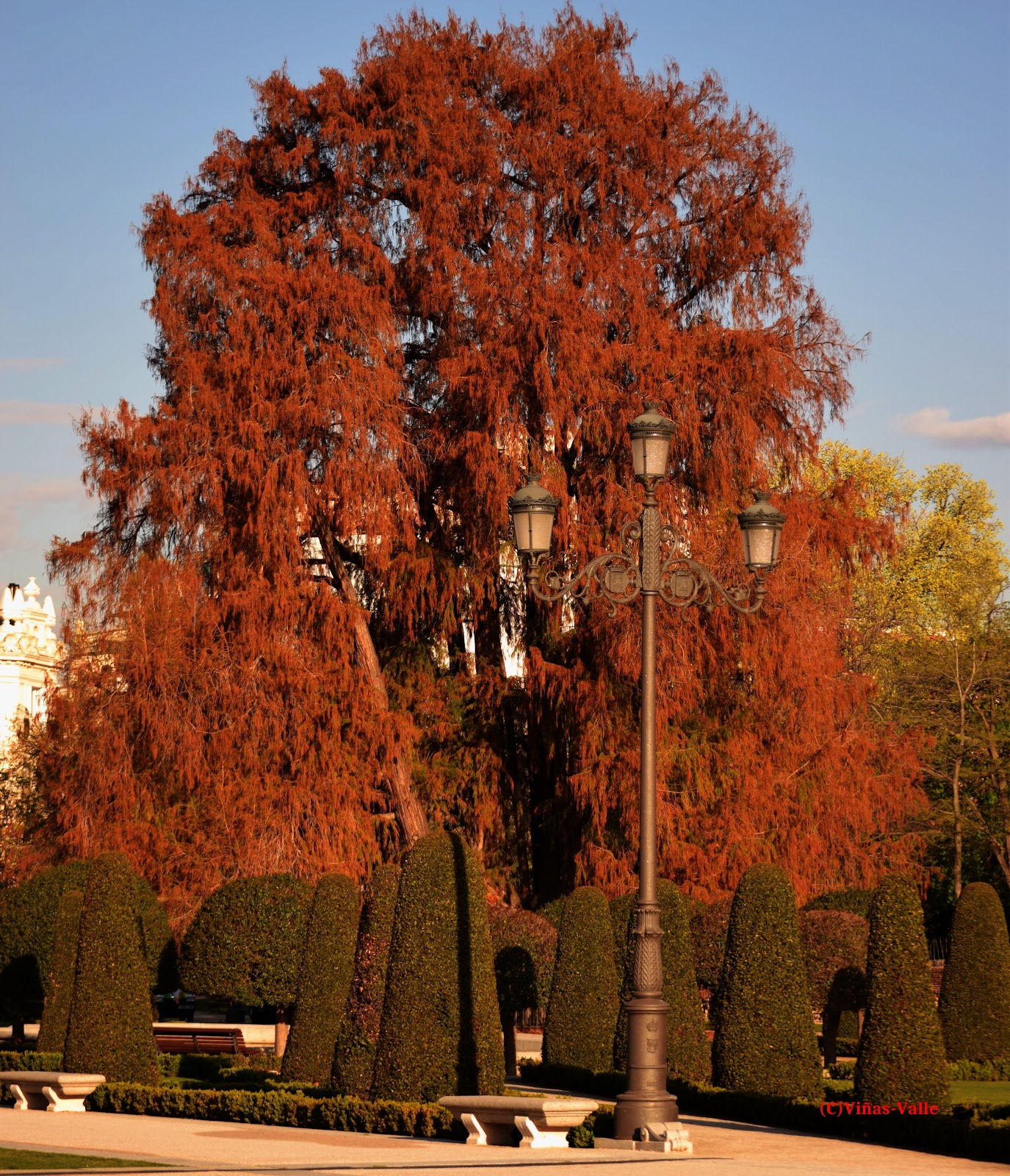 MadridLaCiudad: El Ahuehuete del Parterre de El Retiro