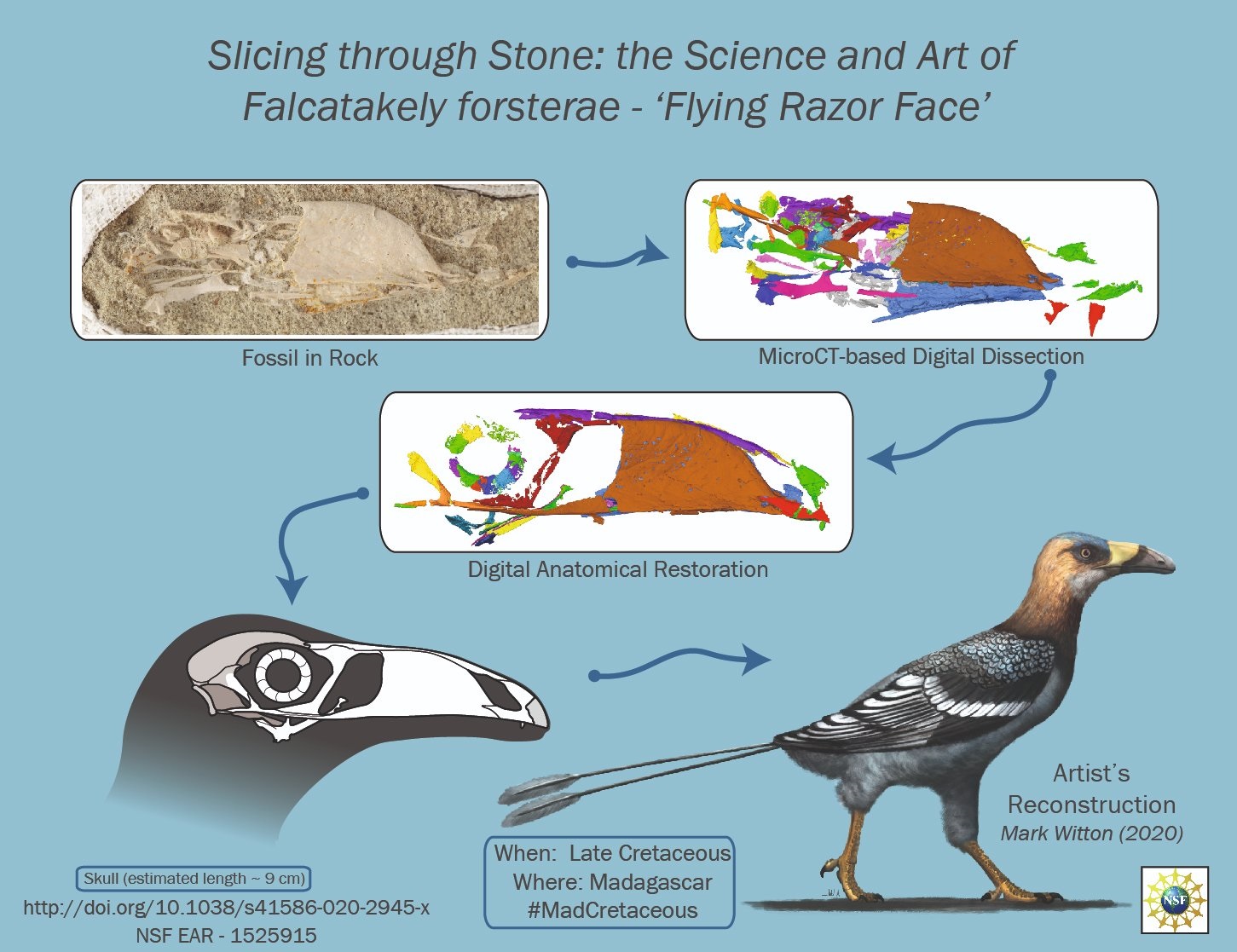 Species New to Science: [PaleoOrnithology • 2020] Falcatakely forsterae ...