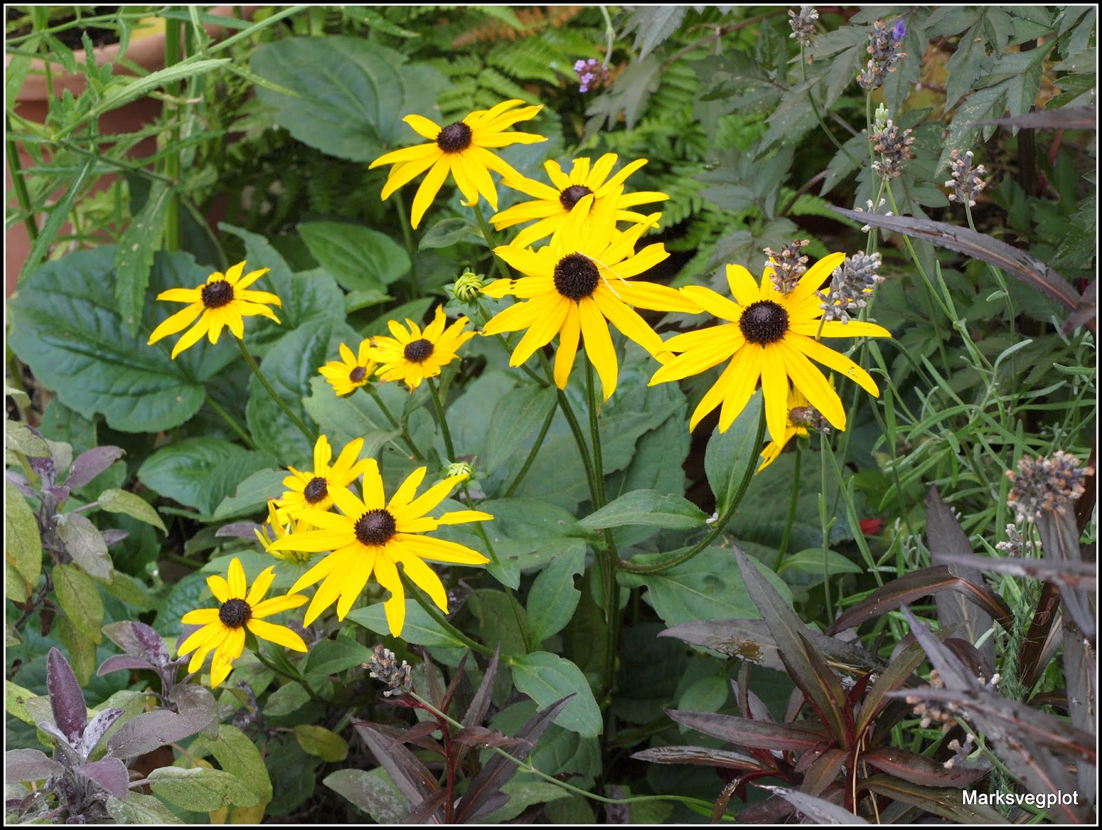 Mark's Veg Plot: Dividing the Rudbeckia