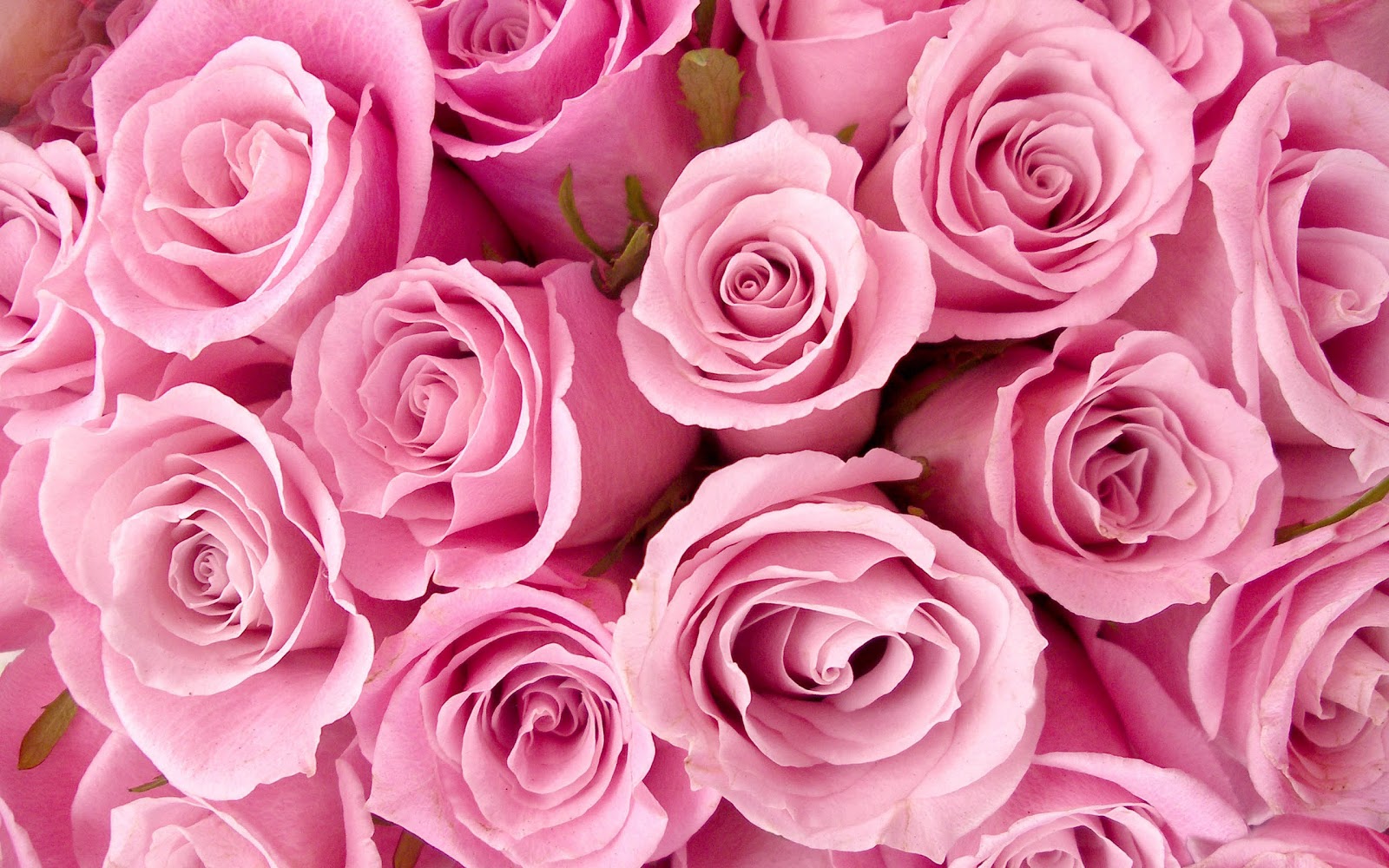 Valentine's Roses Colors and Meanings | Enjoying Wonderful World