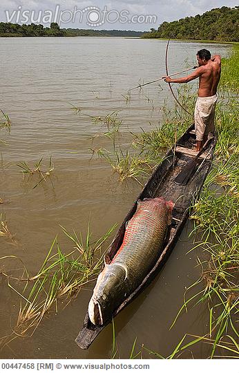 From Reefs to Rivers: Florida's Fisheries Science Blog: Arapaima: One ...