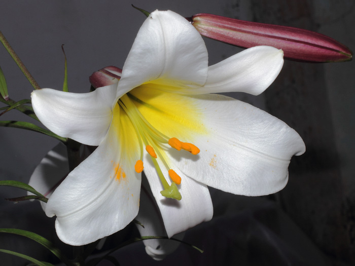 El Jardín Sucronense: Lilium regale, la reina de las azucenas