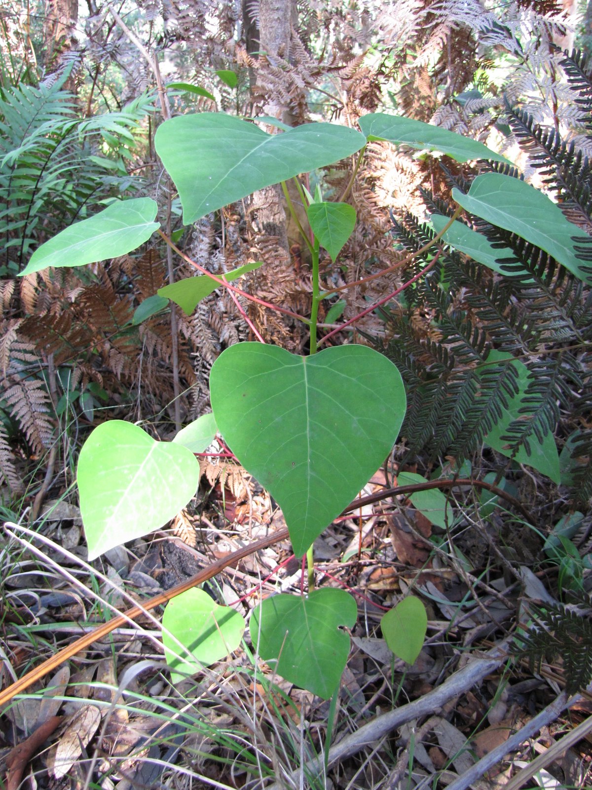 Sydney's Wildflowers and Native Plants: Omalanthus populifolius ...