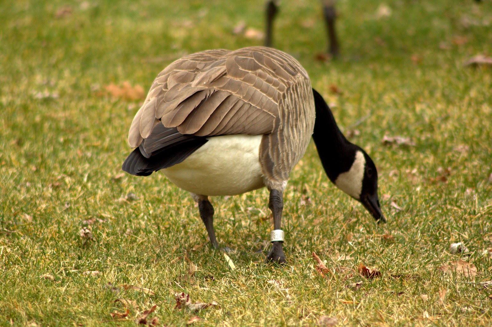 Birding Jablonski Style!: Waterfowl at Pine