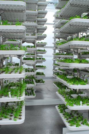 How to Make the Most of Vertical Farming: 5 Strategies for Long-Term ...