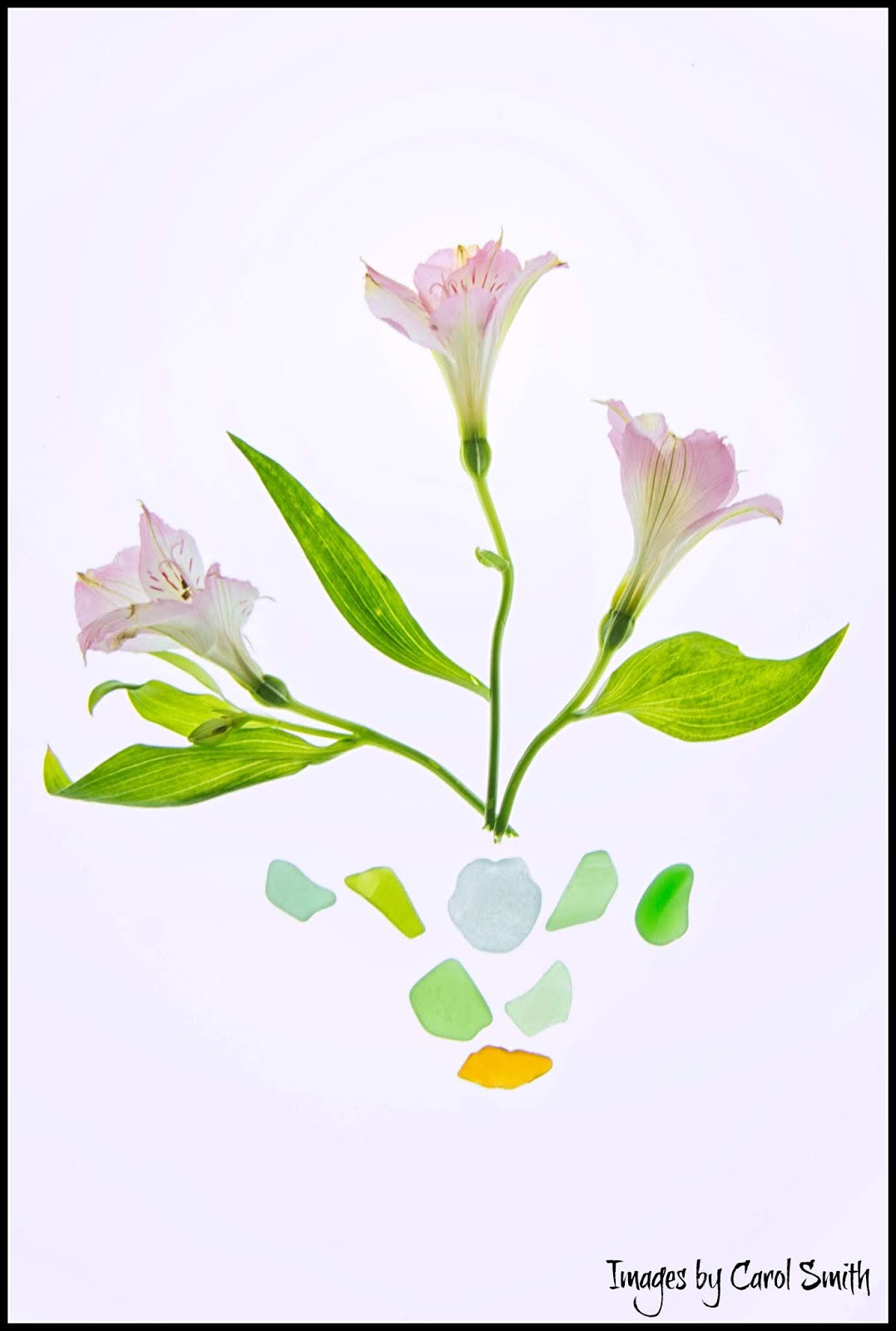 Carol's View Of New England: Light Box Flower Photography