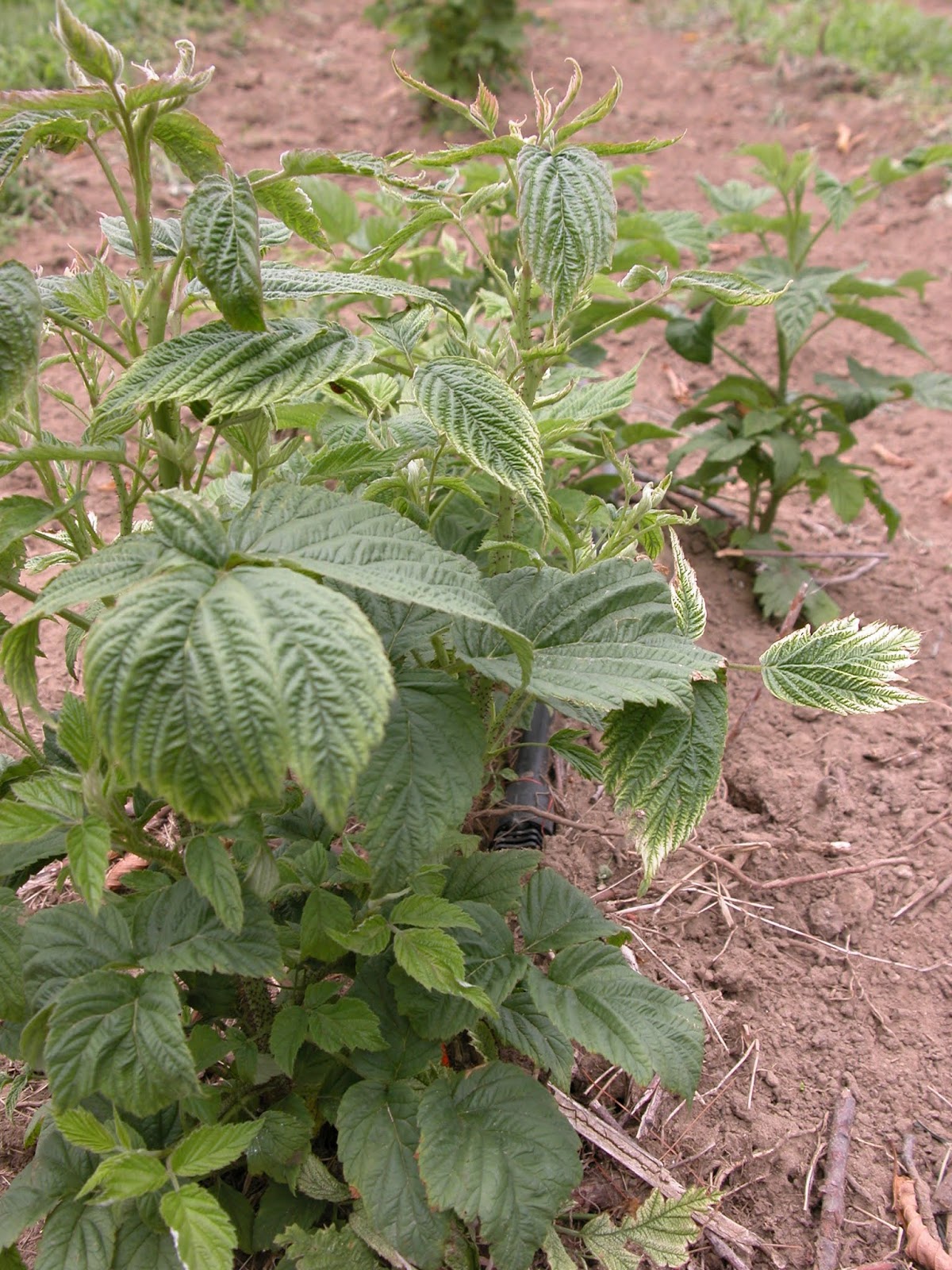 Photos for Recognizing Herbicide Injury on Berries