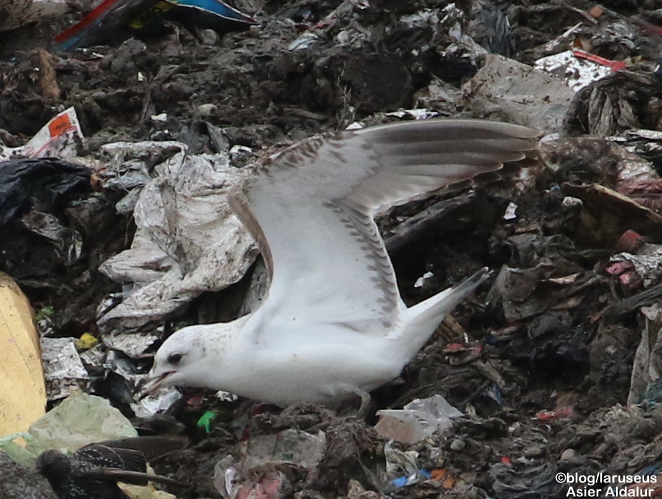 Larus.eus: (Larus Canus heinei) Common gull of Russian/Gaviota Cana ...