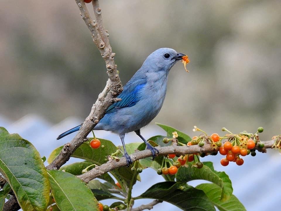 Paisajismo, pueblos y jardines: Árboles como alimento de aves. El ...
