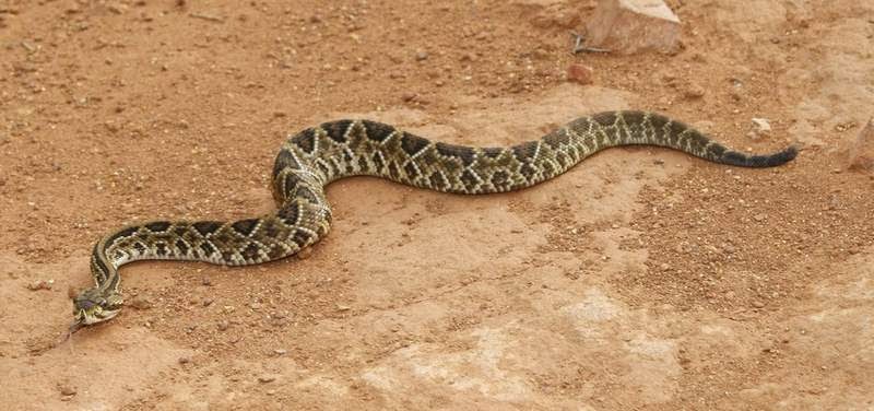 Animais peçonhentos: Cascavel (Crotalus durissus): características gerais.