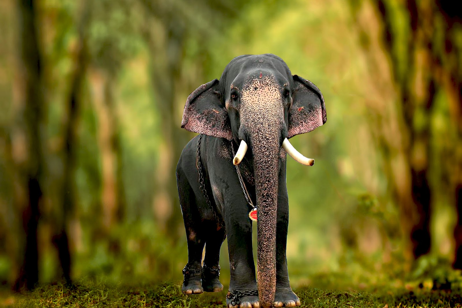 Kerala Elephants Images | Kerala elephants wallpapers HD | Kerala ...