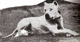 El Viejo Perro de Pelea Cordobés, su Historia ~ El Perro Ideal