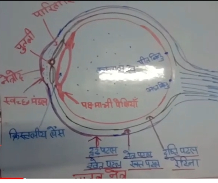 YK MATH & SCIENCE CLASSES : मानव नेत्र और रंग बिरंगा संसार,दृष्टि दोष