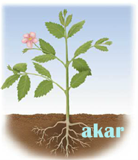 Bagian - Bagian Akar ~ SD WIDURI JAYA