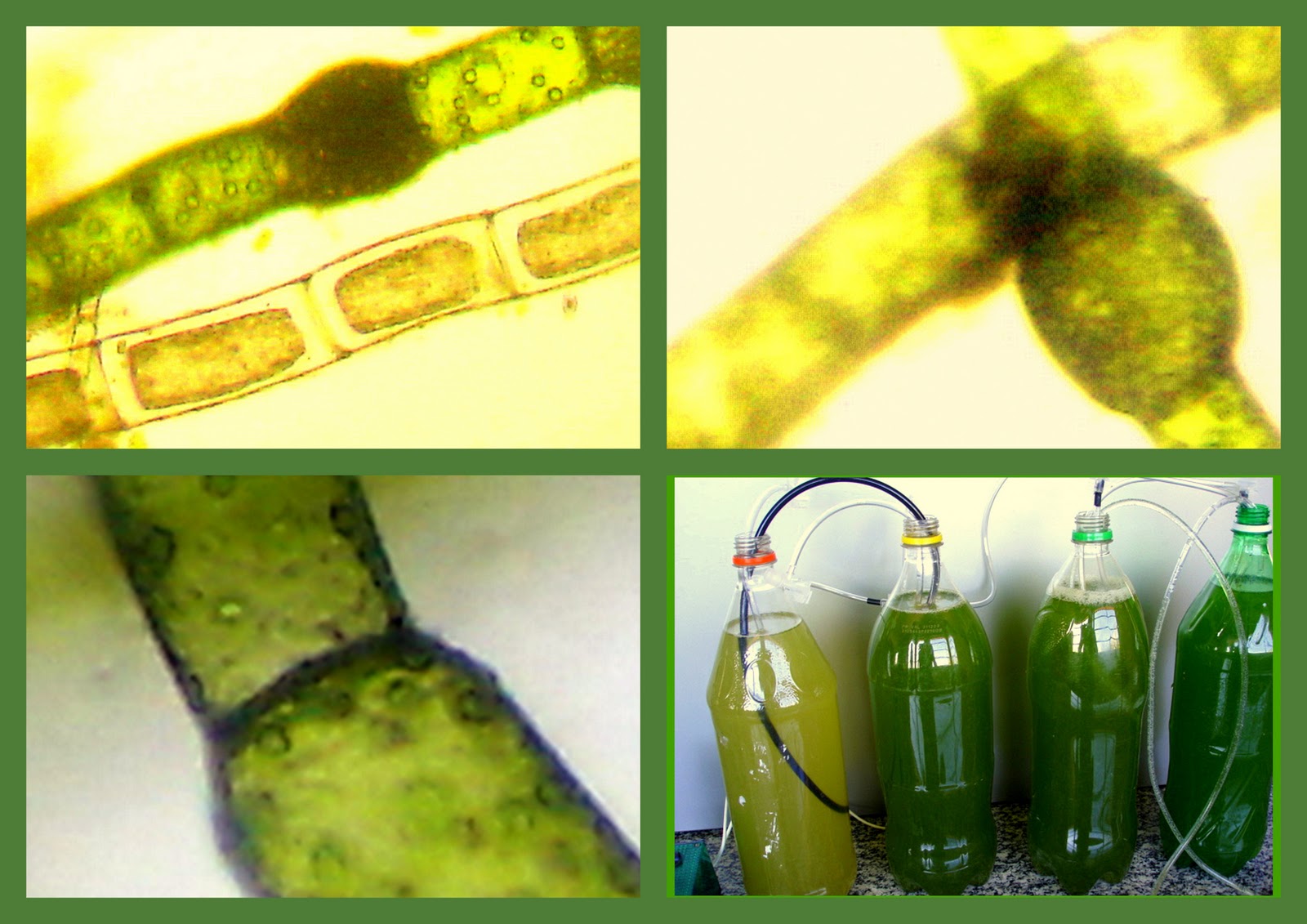 Cultivo de Microalgas em Fotobiorreatores: Coletas... Cultivos ...