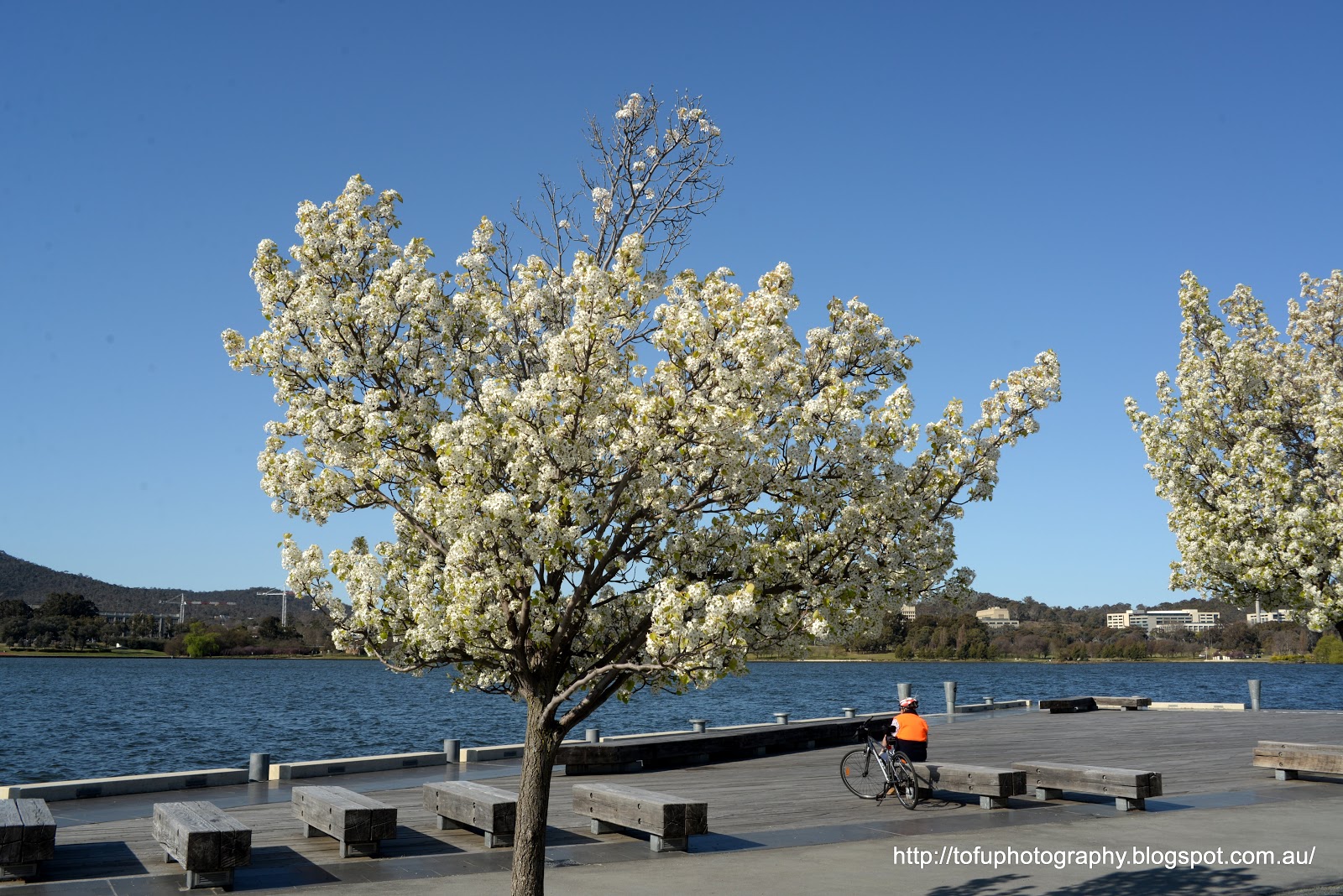 Tofu Photography: Trees in blossom at Lake Burley Griffin in Canberra